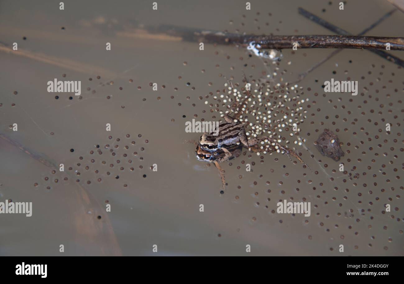 frog reproduction cycle Stock Photo - Alamy