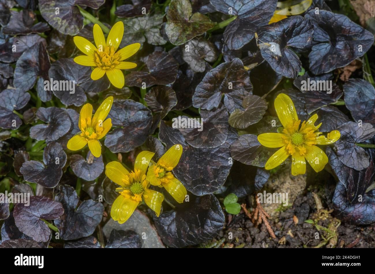 Brazen hussy hi-res stock photography and images - Alamy