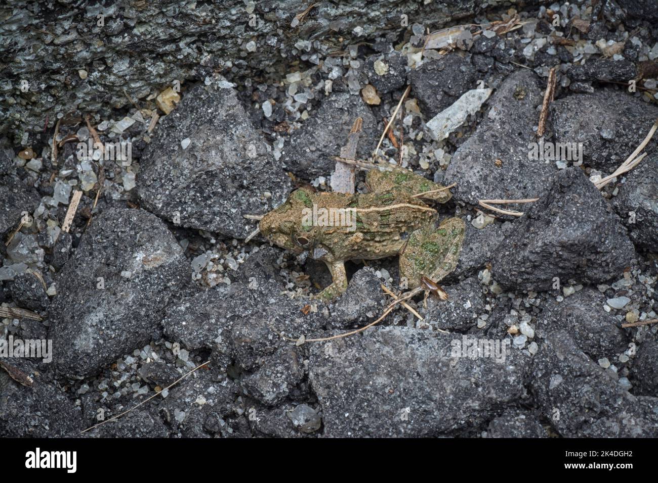 frog reproduction cycle Stock Photo - Alamy