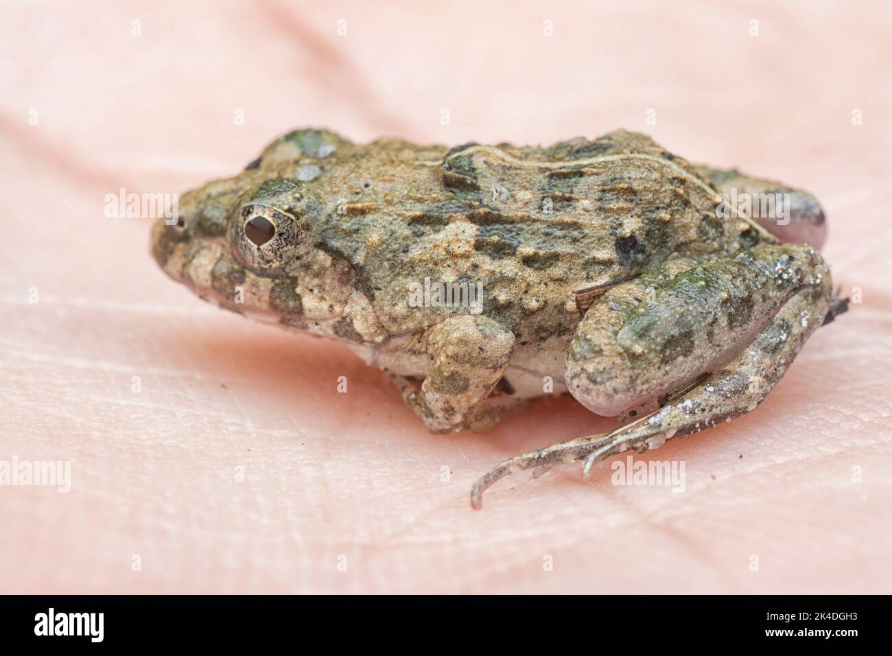 frog reproduction cycle Stock Photo - Alamy