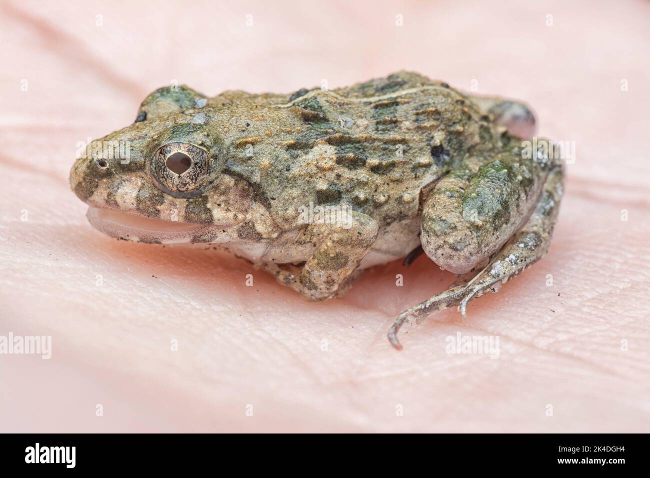 frog reproduction cycle Stock Photo - Alamy
