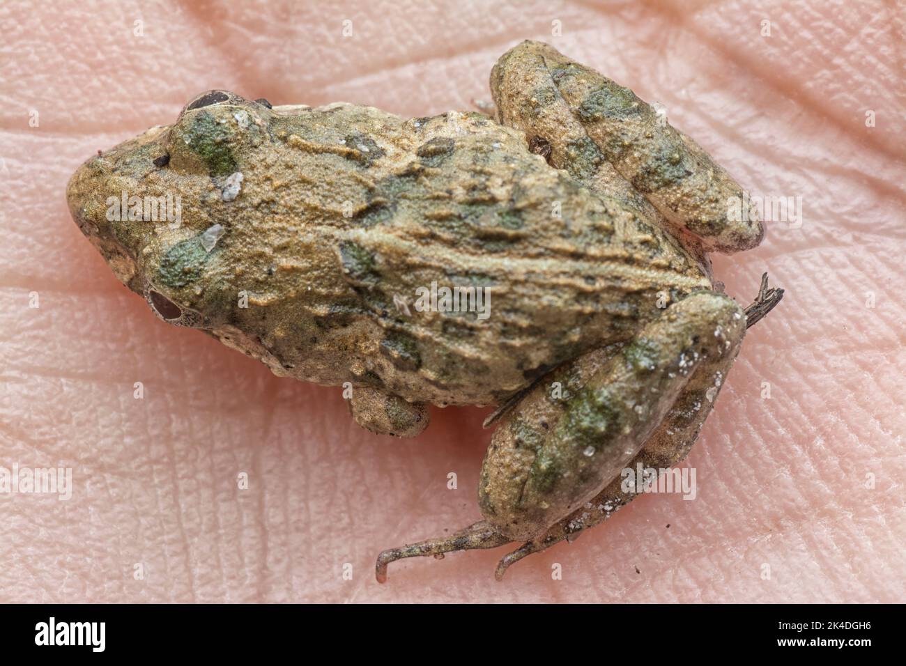 frog reproduction cycle Stock Photo - Alamy