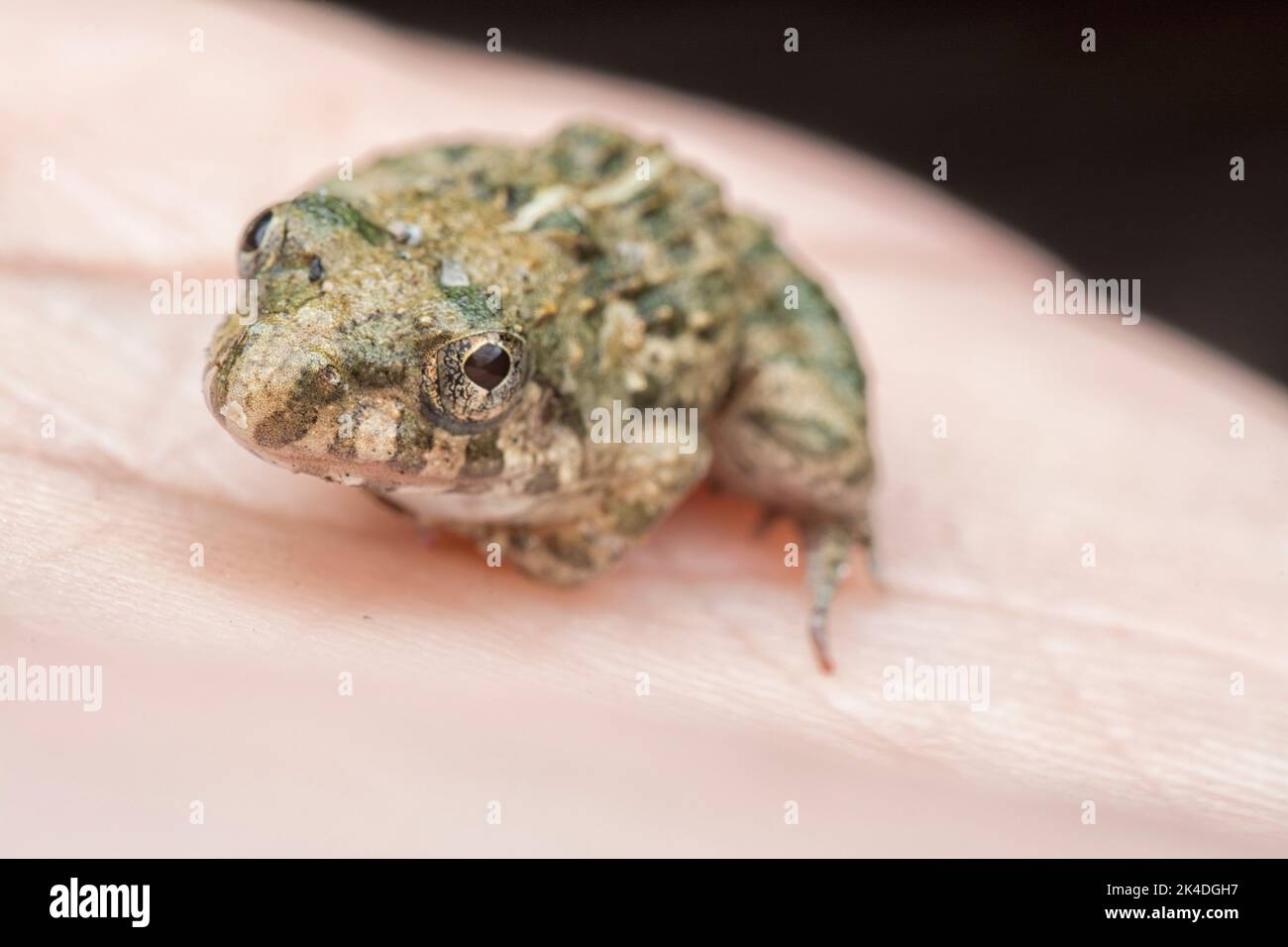 frog reproduction cycle Stock Photo - Alamy