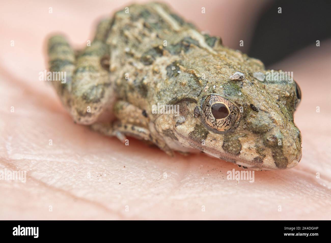 frog reproduction cycle Stock Photo - Alamy