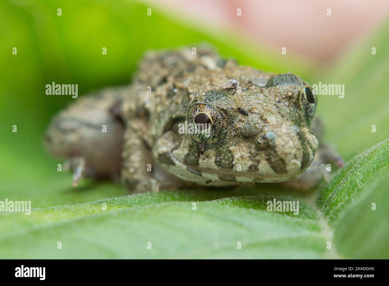 frog reproduction cycle Stock Photo - Alamy