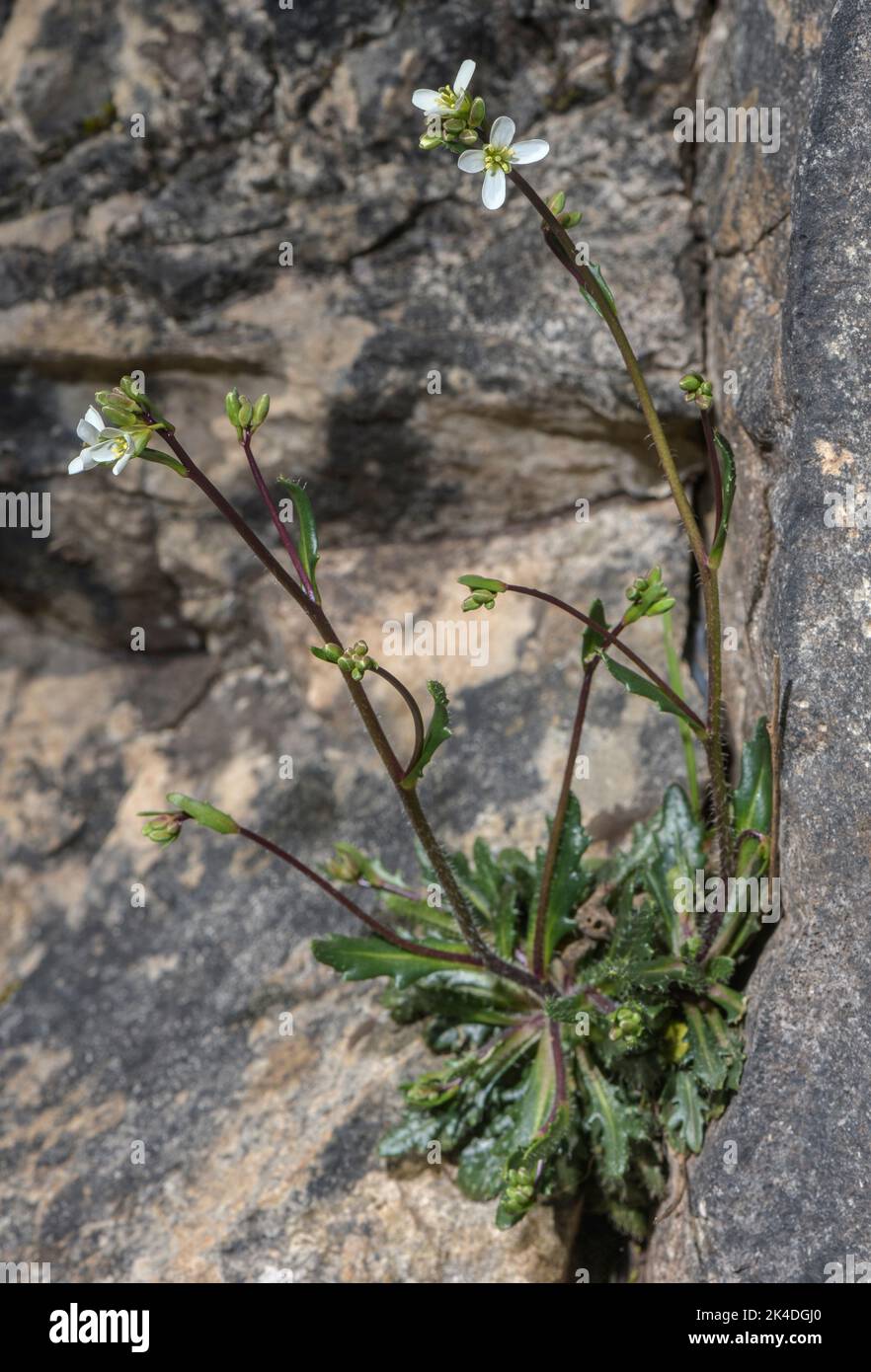 Bristol rockcress, Arabis scabra, in flower on rocky limestone cliff ...