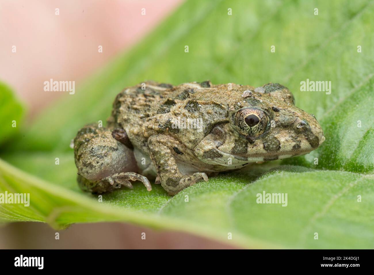 frog reproduction cycle Stock Photo - Alamy