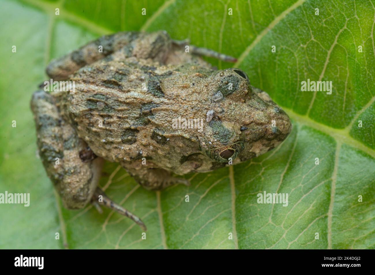 frog reproduction cycle Stock Photo - Alamy