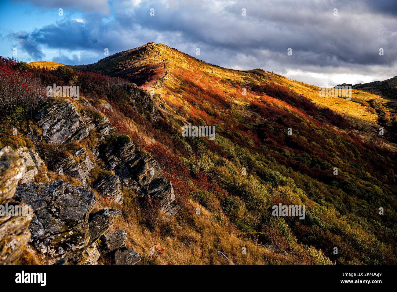 The palette of autumn colors in the mountains. Bukowe Berdo, Bieszczady ...
