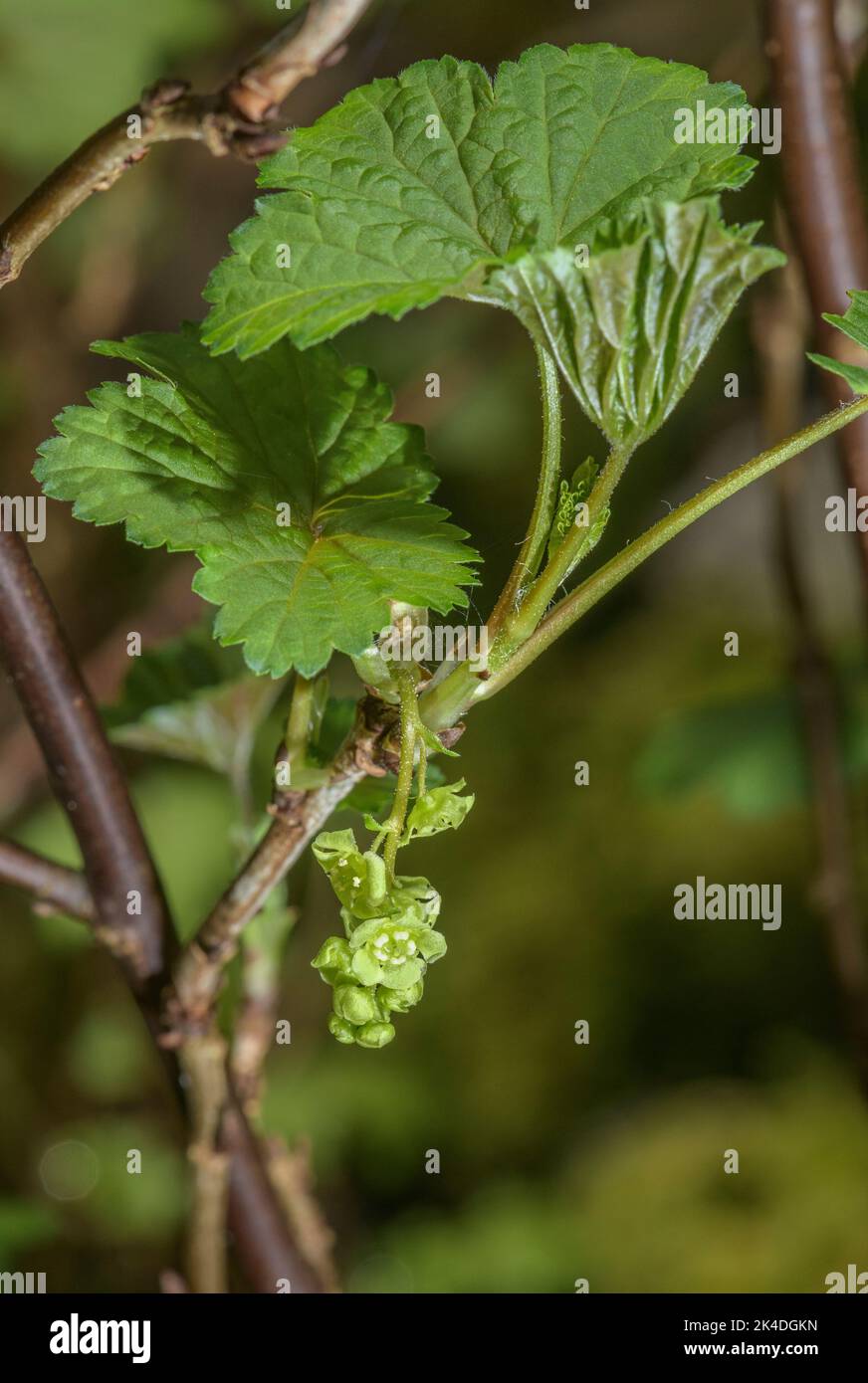 Redcurrant in flower hi-res stock photography and images - Alamy