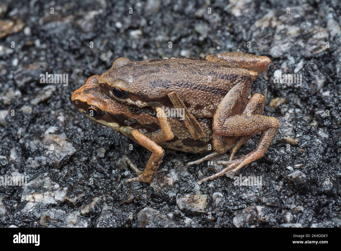 frog reproduction cycle Stock Photo - Alamy