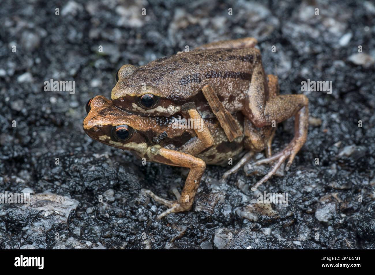 frog reproduction cycle Stock Photo - Alamy