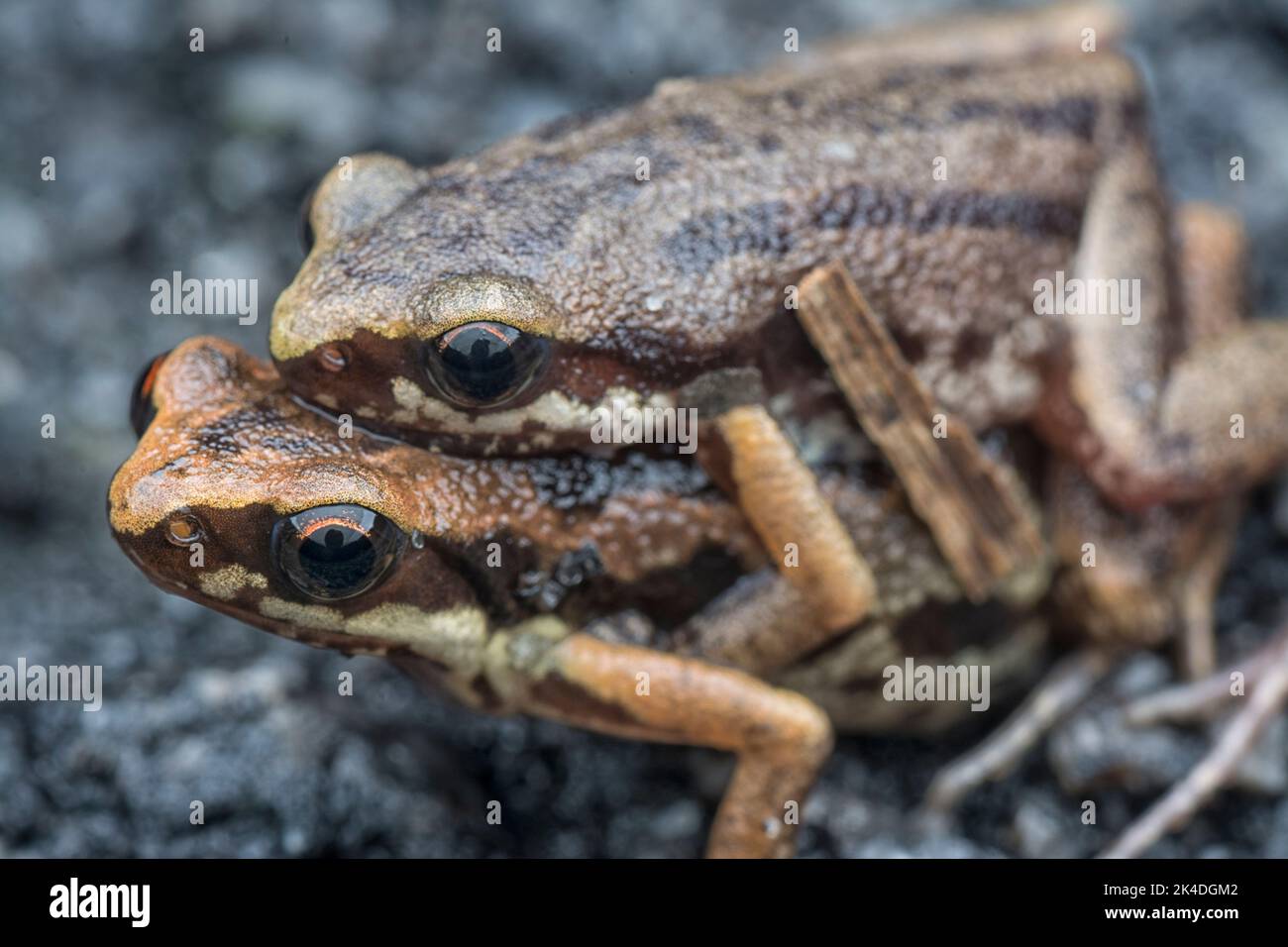 frog reproduction cycle Stock Photo - Alamy