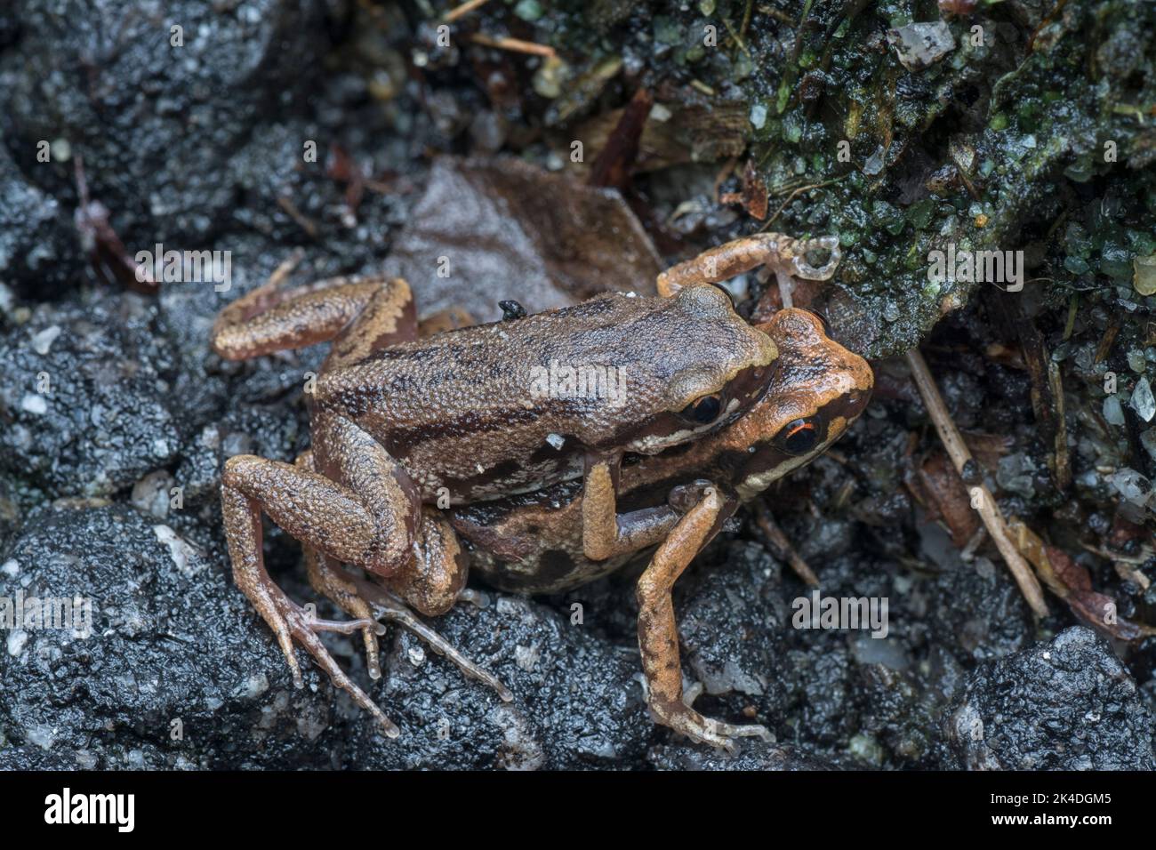 frog reproduction cycle Stock Photo - Alamy
