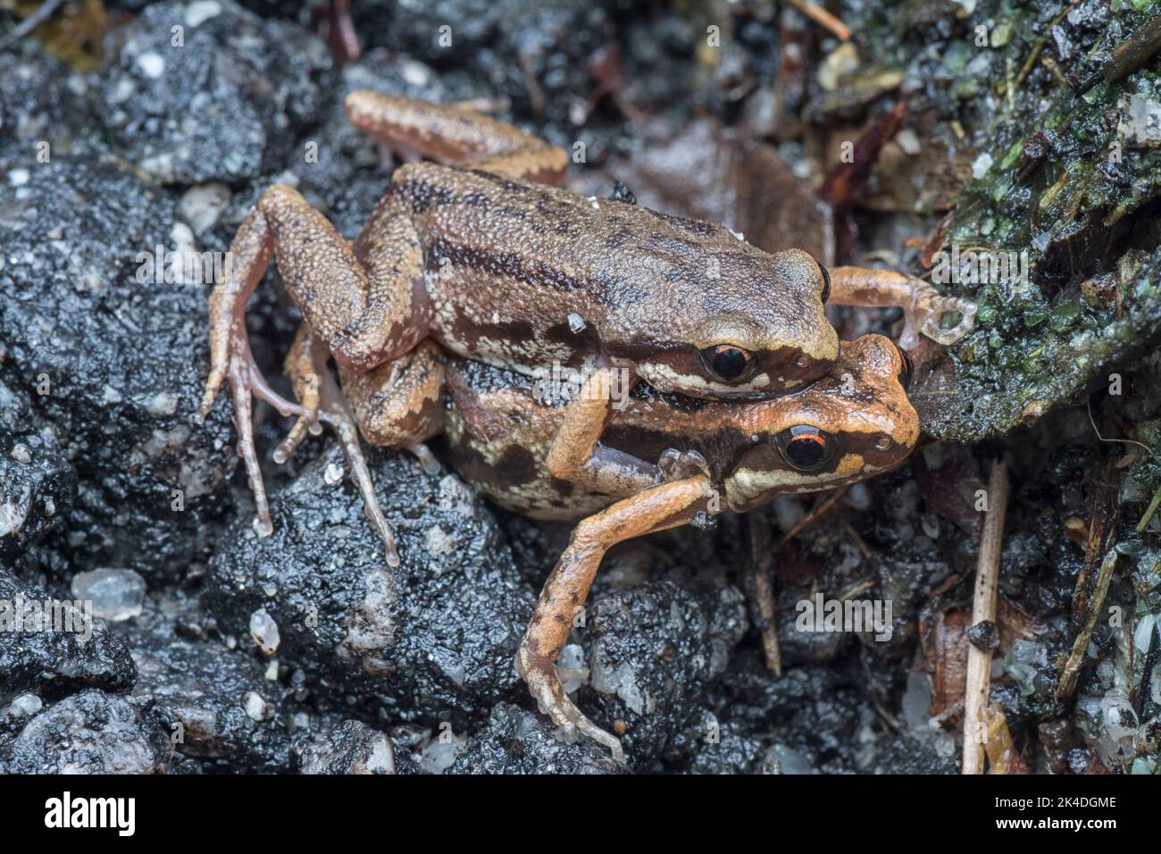frog reproduction cycle Stock Photo - Alamy