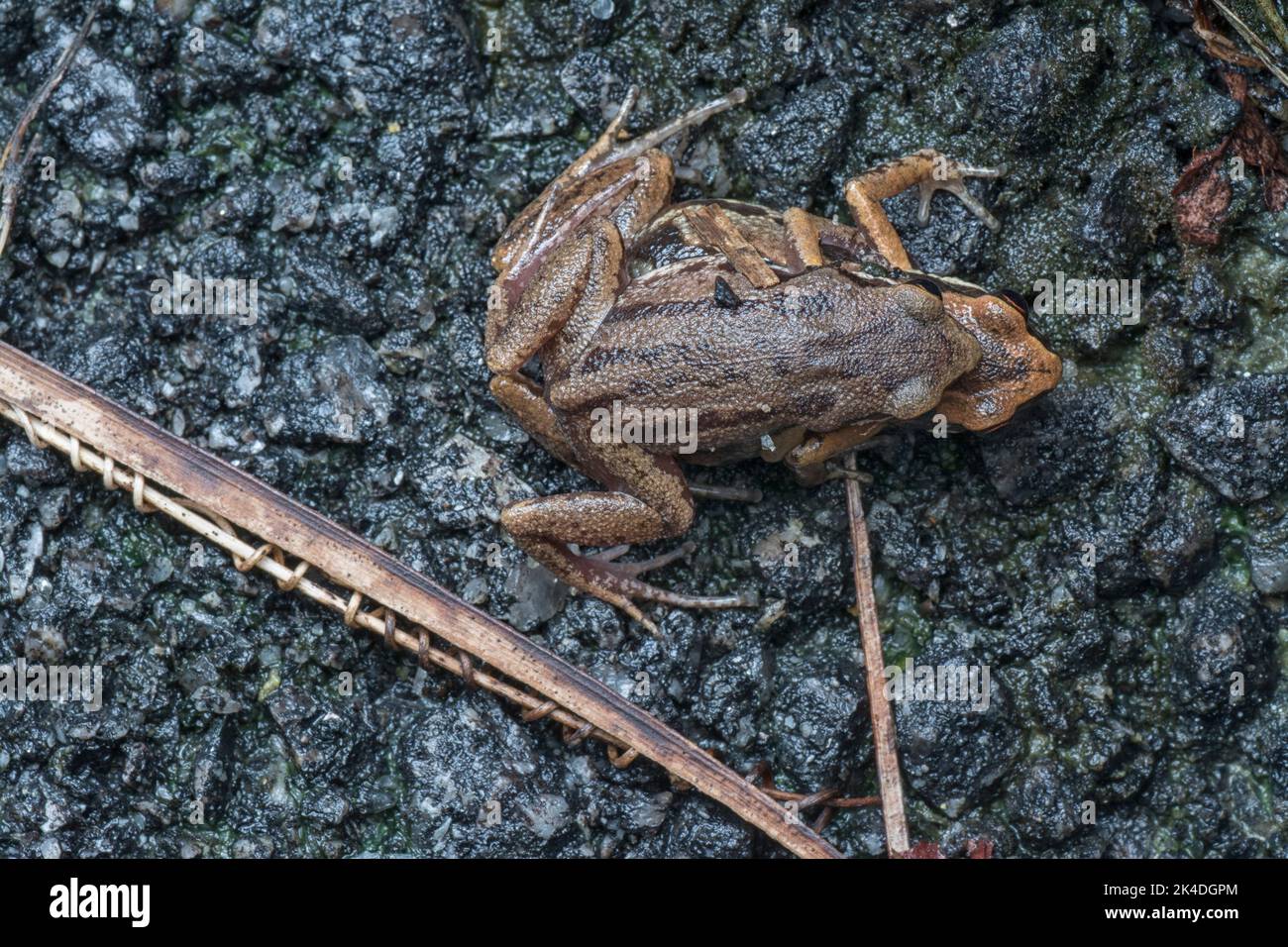 frog reproduction cycle Stock Photo - Alamy