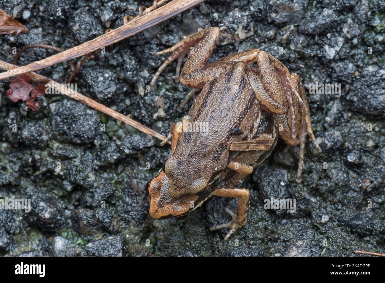 frog reproduction cycle Stock Photo - Alamy