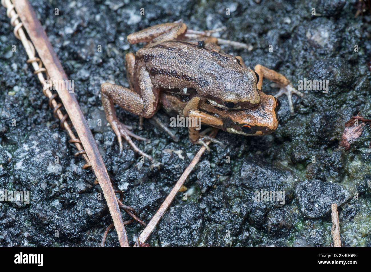 frog reproduction cycle Stock Photo - Alamy