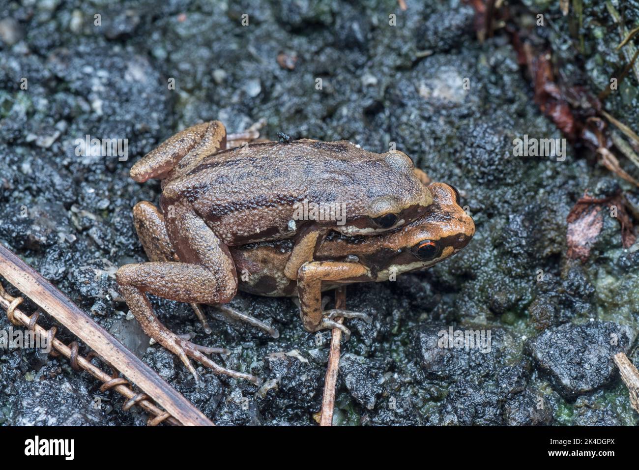 frog reproduction cycle Stock Photo - Alamy
