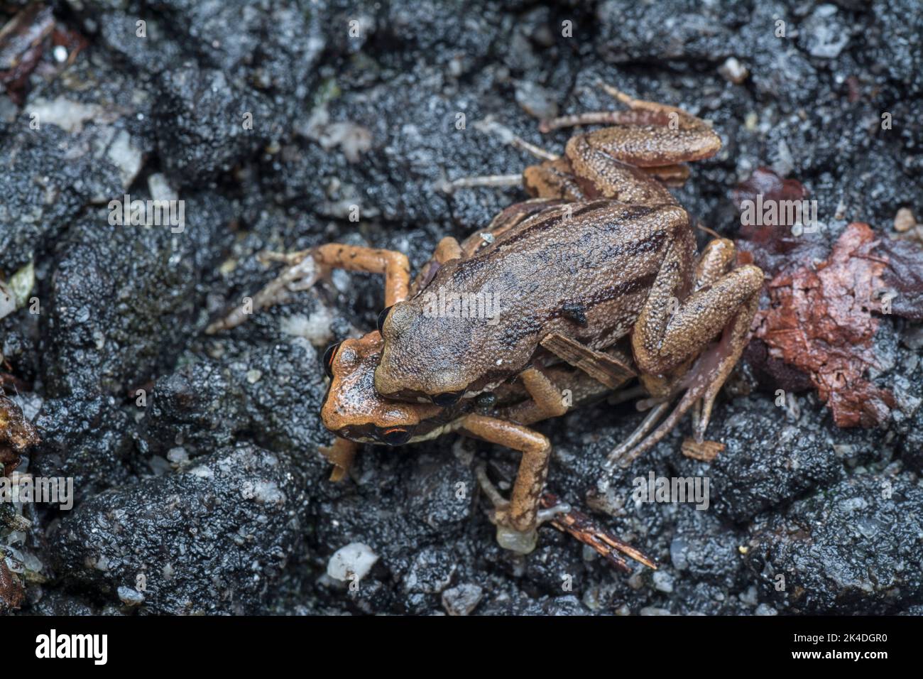 frog reproduction cycle Stock Photo - Alamy
