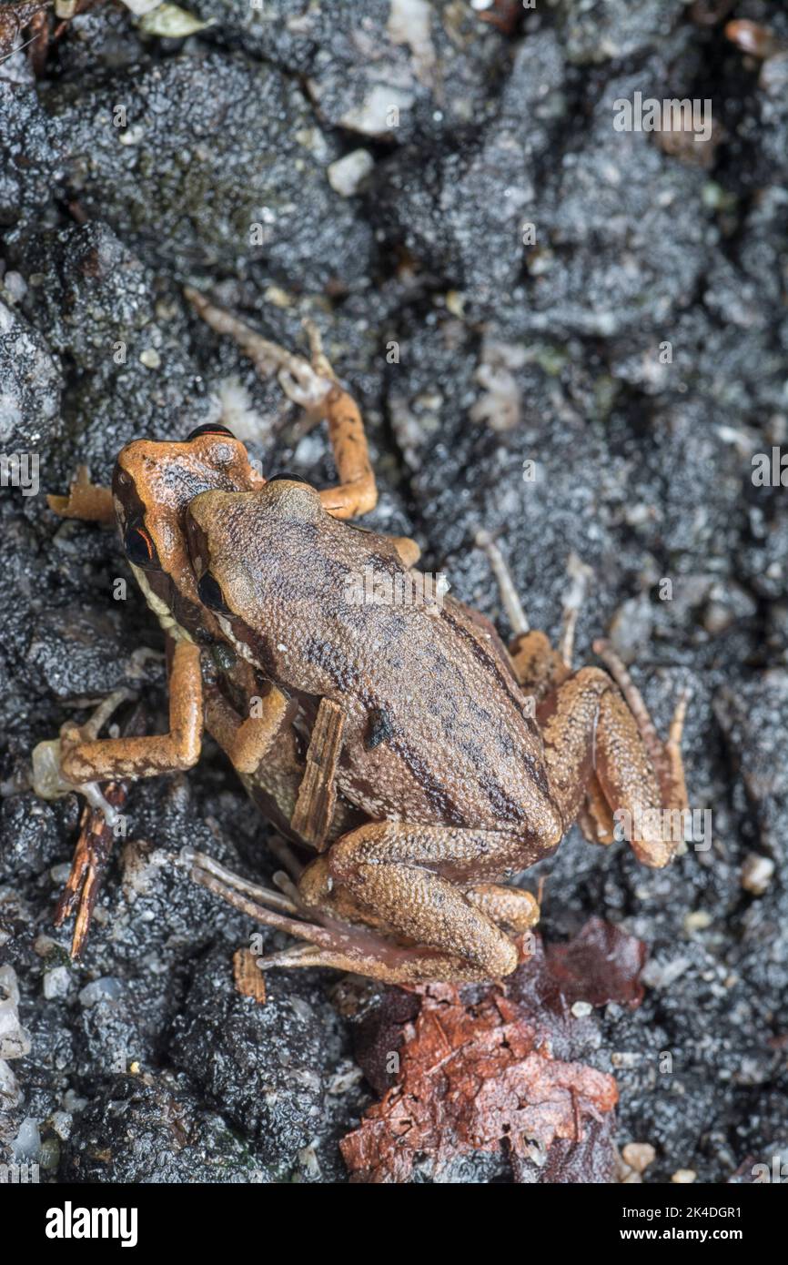 frog reproduction cycle Stock Photo - Alamy