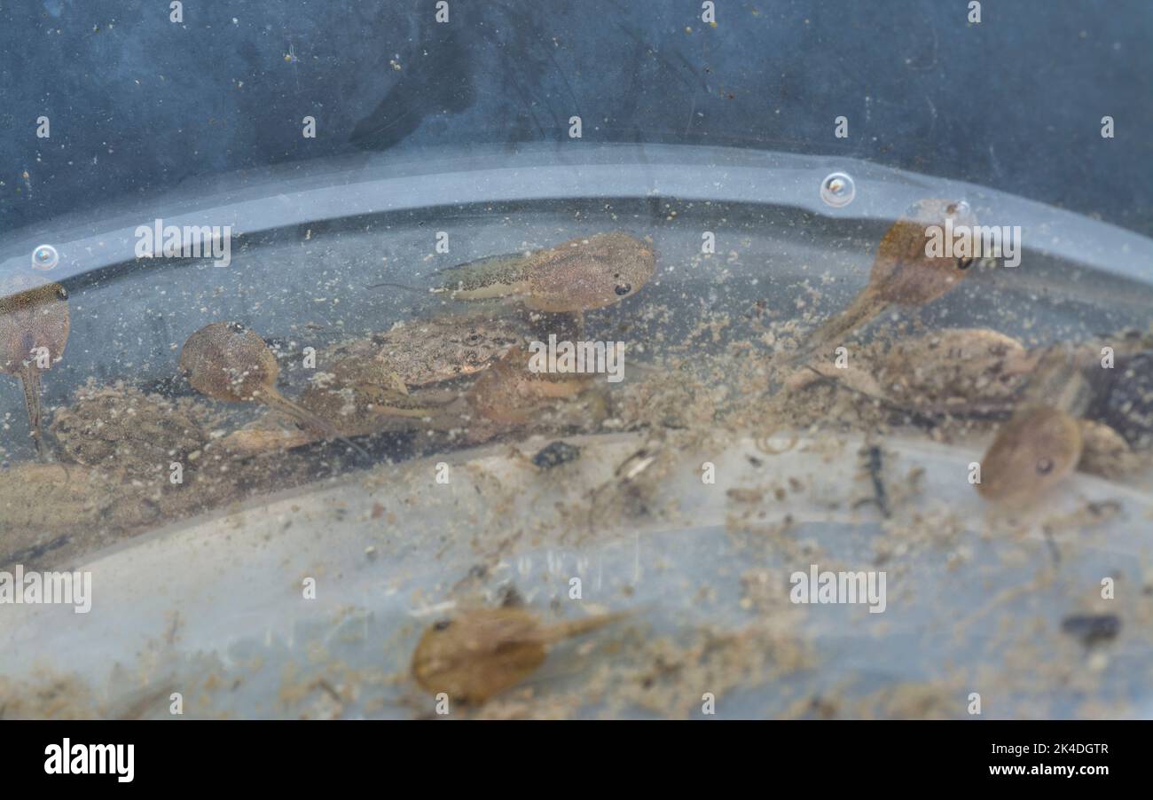 frog reproduction cycle Stock Photo - Alamy