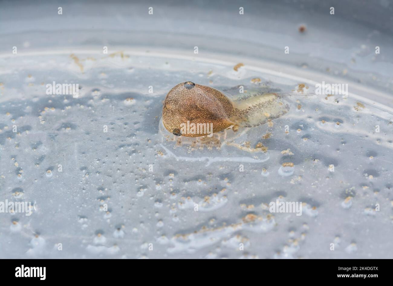 frog reproduction cycle Stock Photo - Alamy