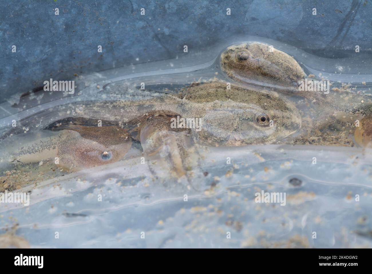 frog reproduction cycle Stock Photo - Alamy