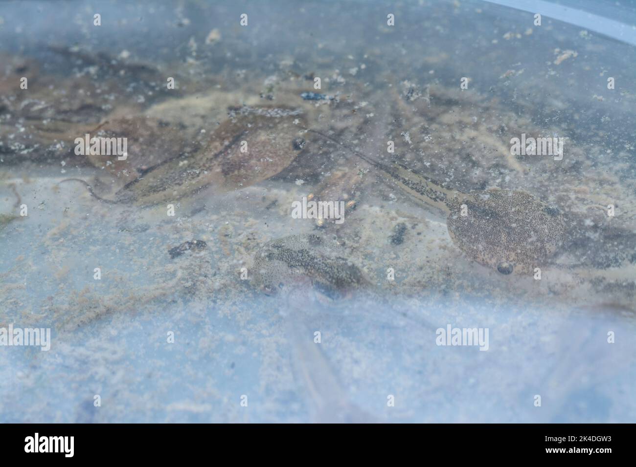 frog reproduction cycle Stock Photo - Alamy