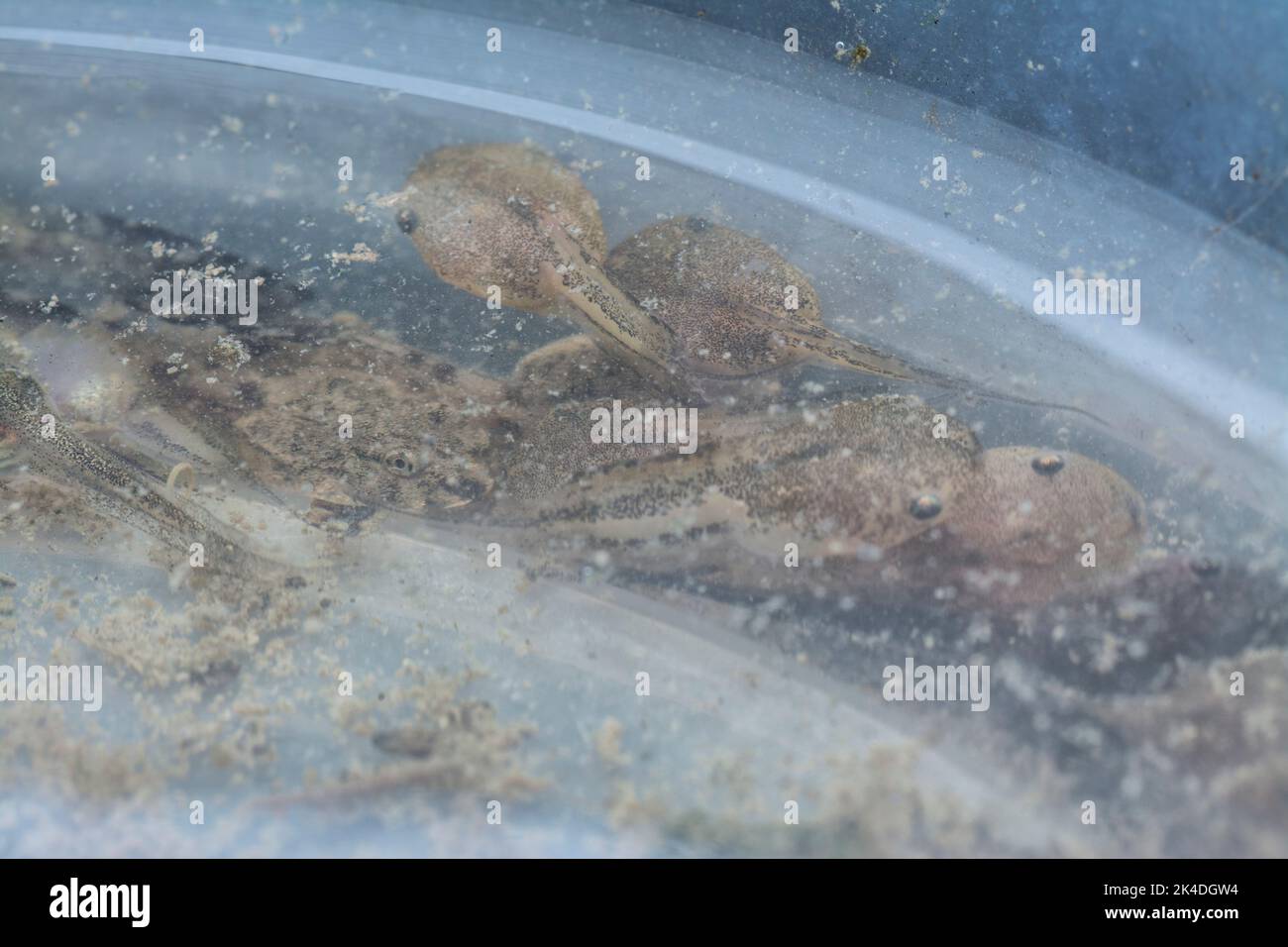 frog reproduction cycle Stock Photo - Alamy