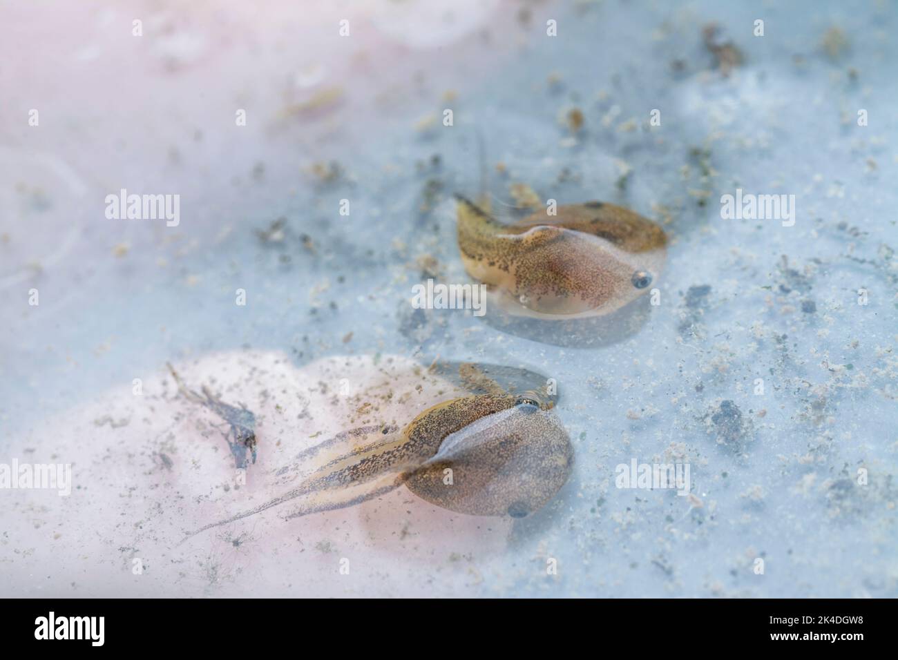 frog reproduction cycle Stock Photo - Alamy