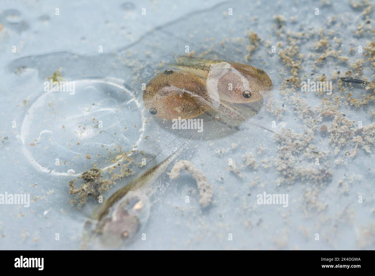 frog reproduction cycle Stock Photo - Alamy