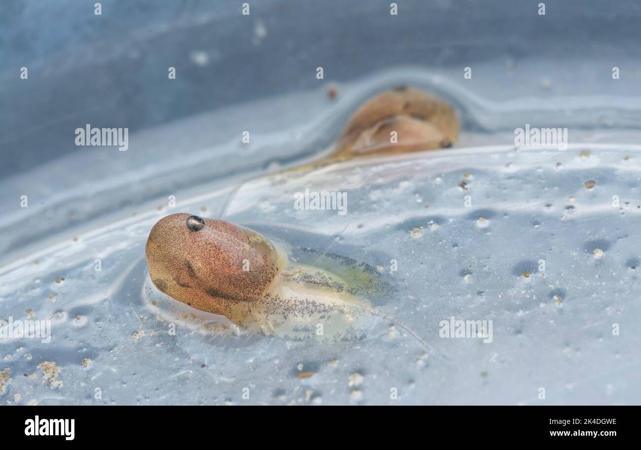 frog reproduction cycle Stock Photo - Alamy