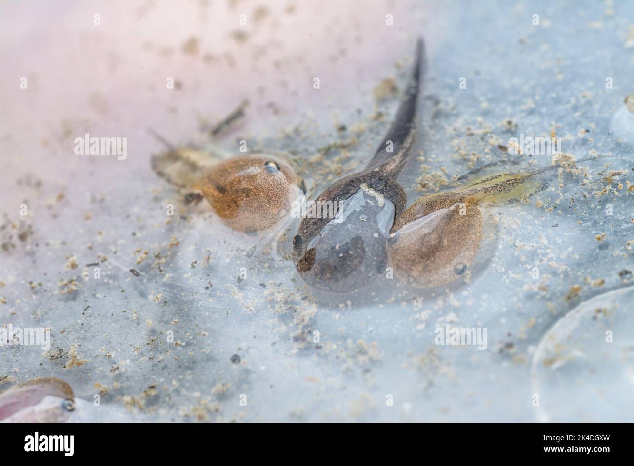 frog reproduction cycle Stock Photo - Alamy