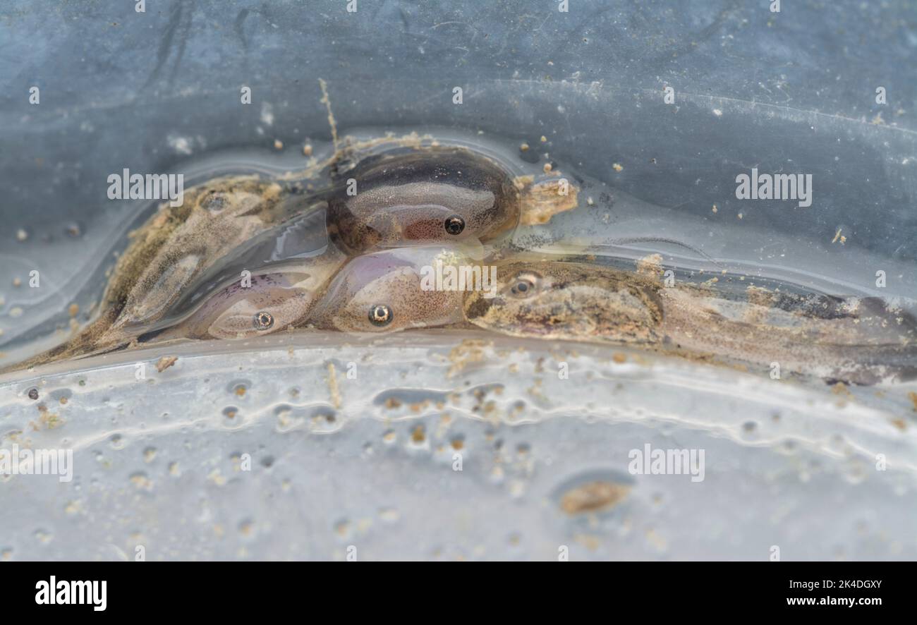 frog reproduction cycle Stock Photo - Alamy