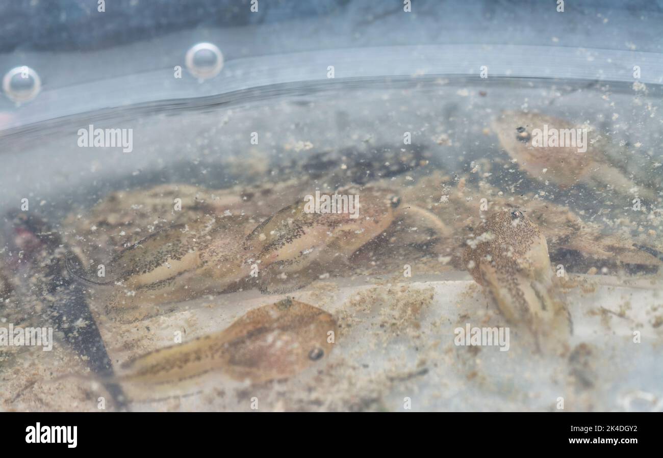 frog reproduction cycle Stock Photo - Alamy