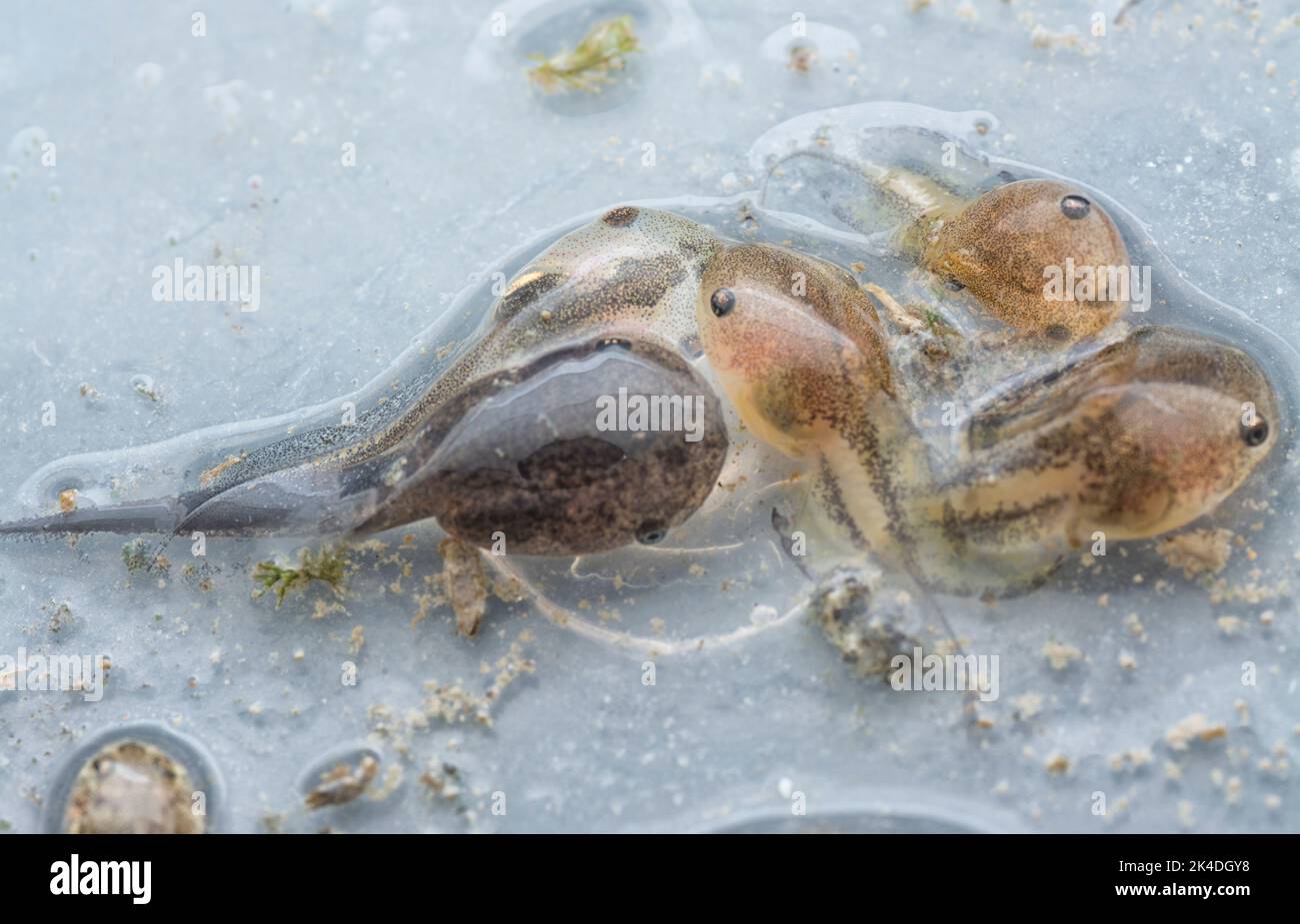 frog reproduction cycle Stock Photo - Alamy