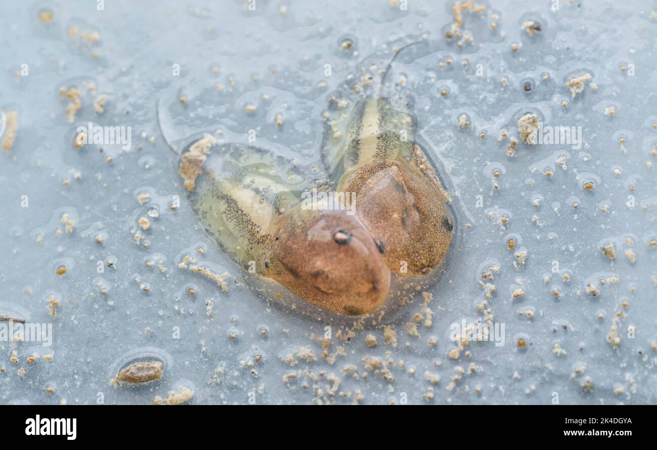 frog reproduction cycle Stock Photo - Alamy
