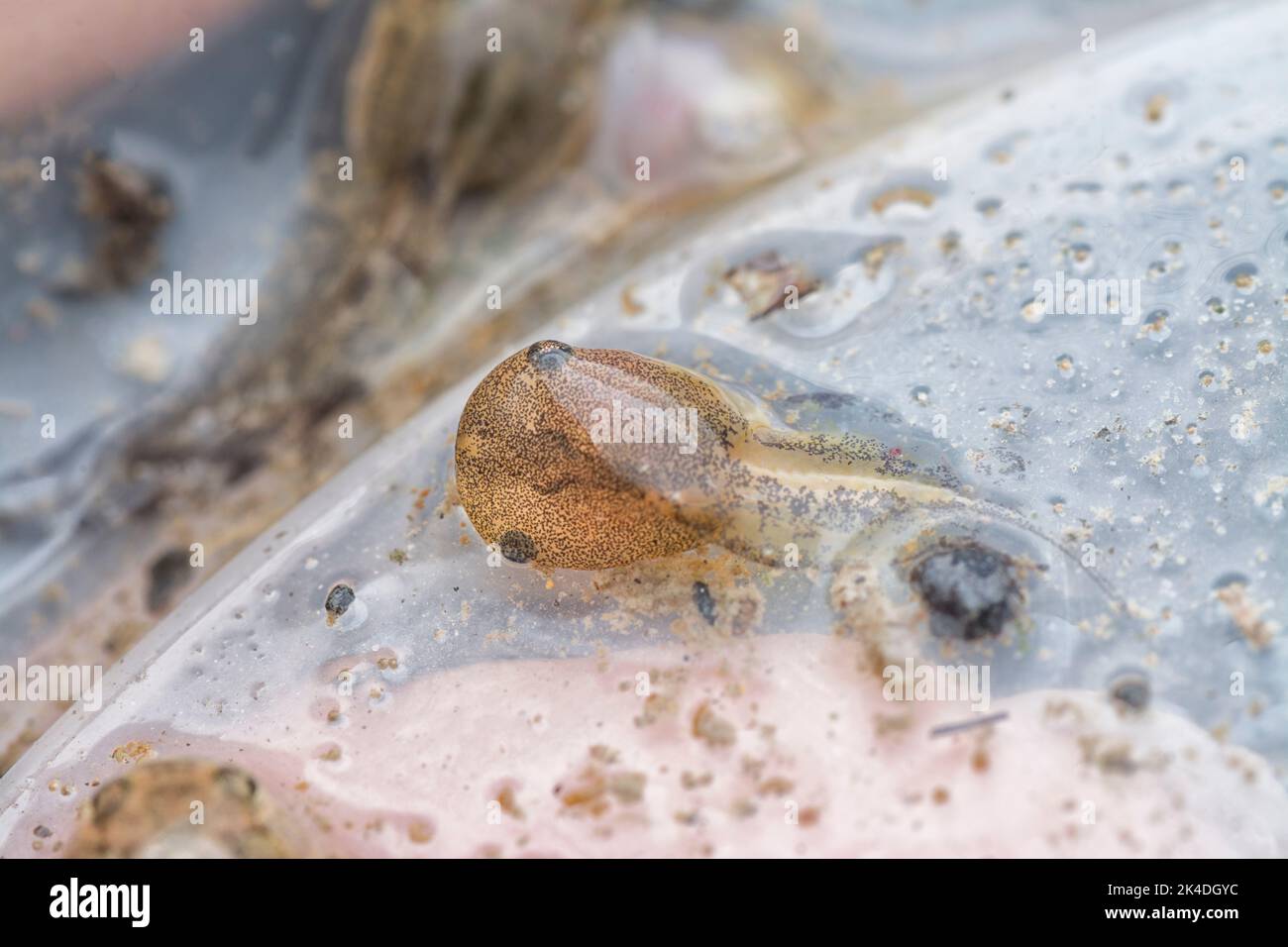 frog reproduction cycle Stock Photo - Alamy