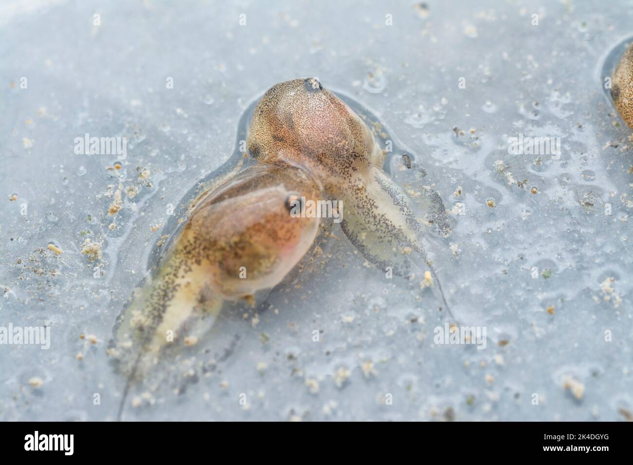 frog reproduction cycle Stock Photo - Alamy