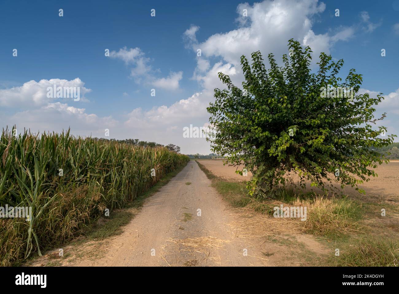 Country road skirts corn field with mulberry tree and plowed fields in ...