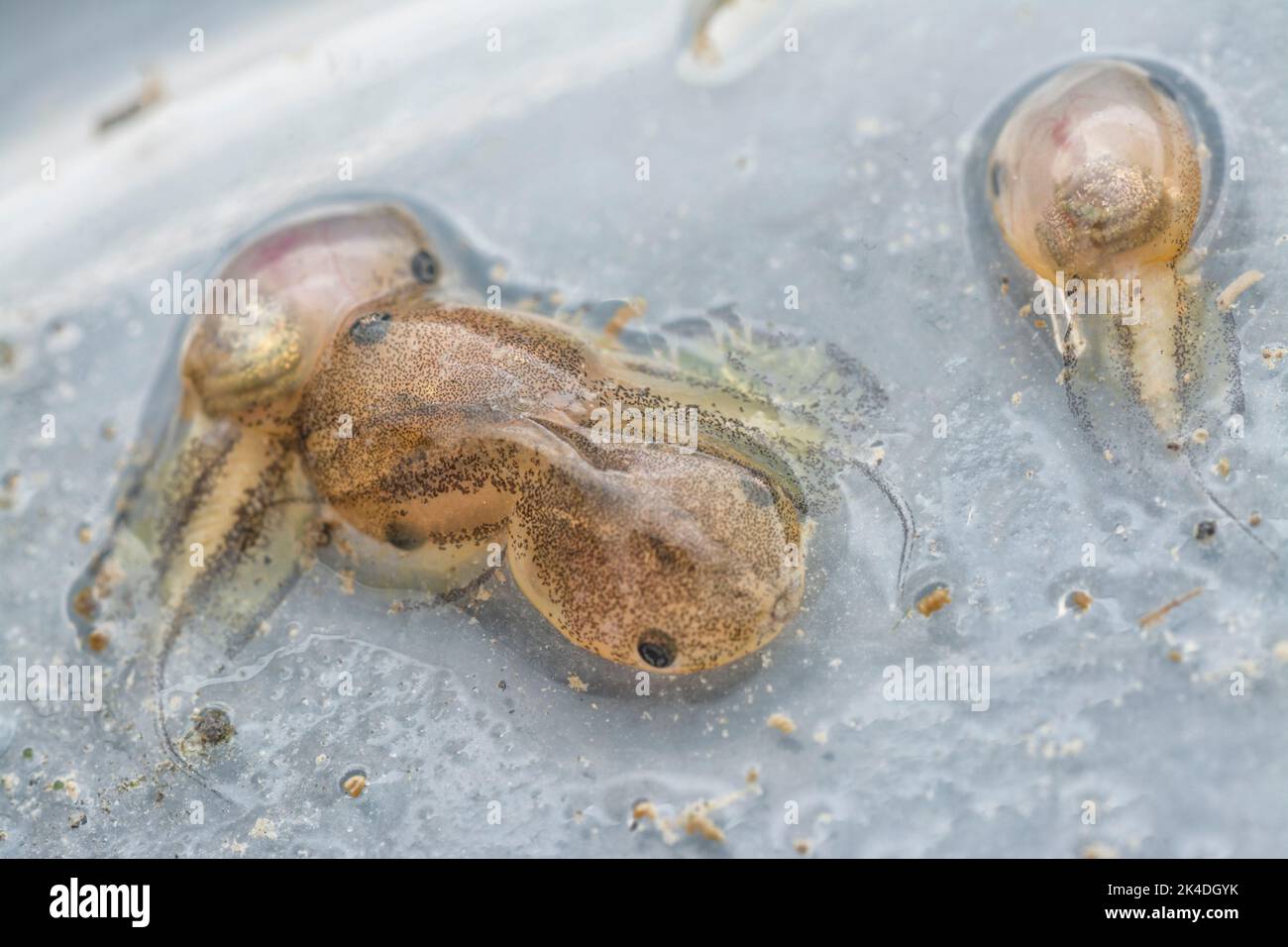 frog reproduction cycle Stock Photo - Alamy