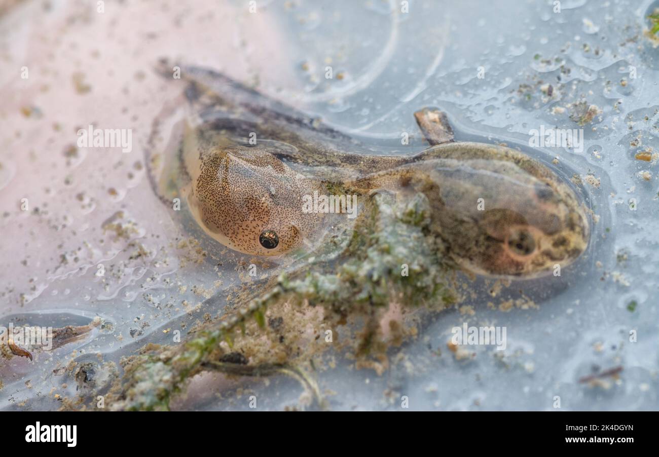frog reproduction cycle Stock Photo - Alamy