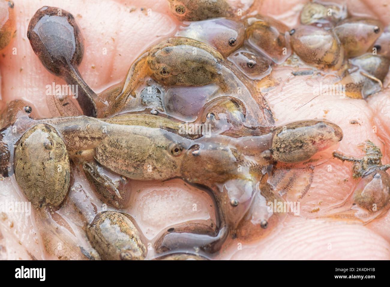 frog reproduction cycle Stock Photo - Alamy