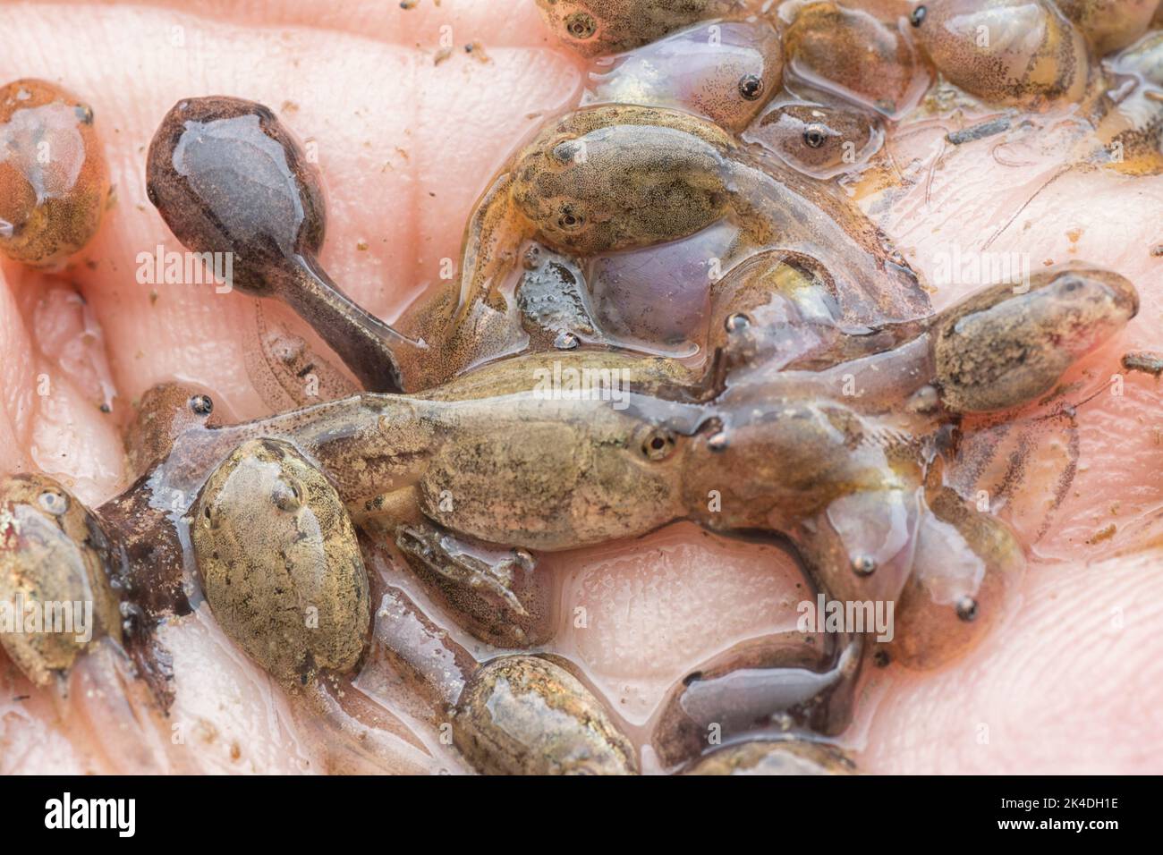 frog reproduction cycle Stock Photo - Alamy