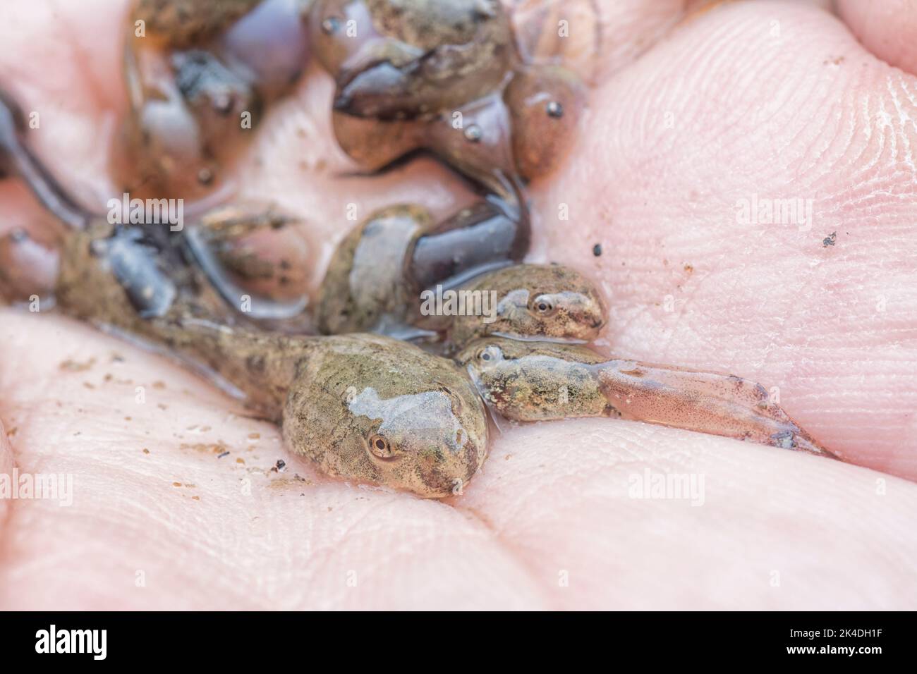 frog reproduction cycle Stock Photo - Alamy