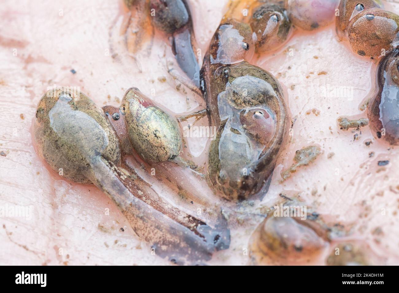 frog reproduction cycle Stock Photo - Alamy