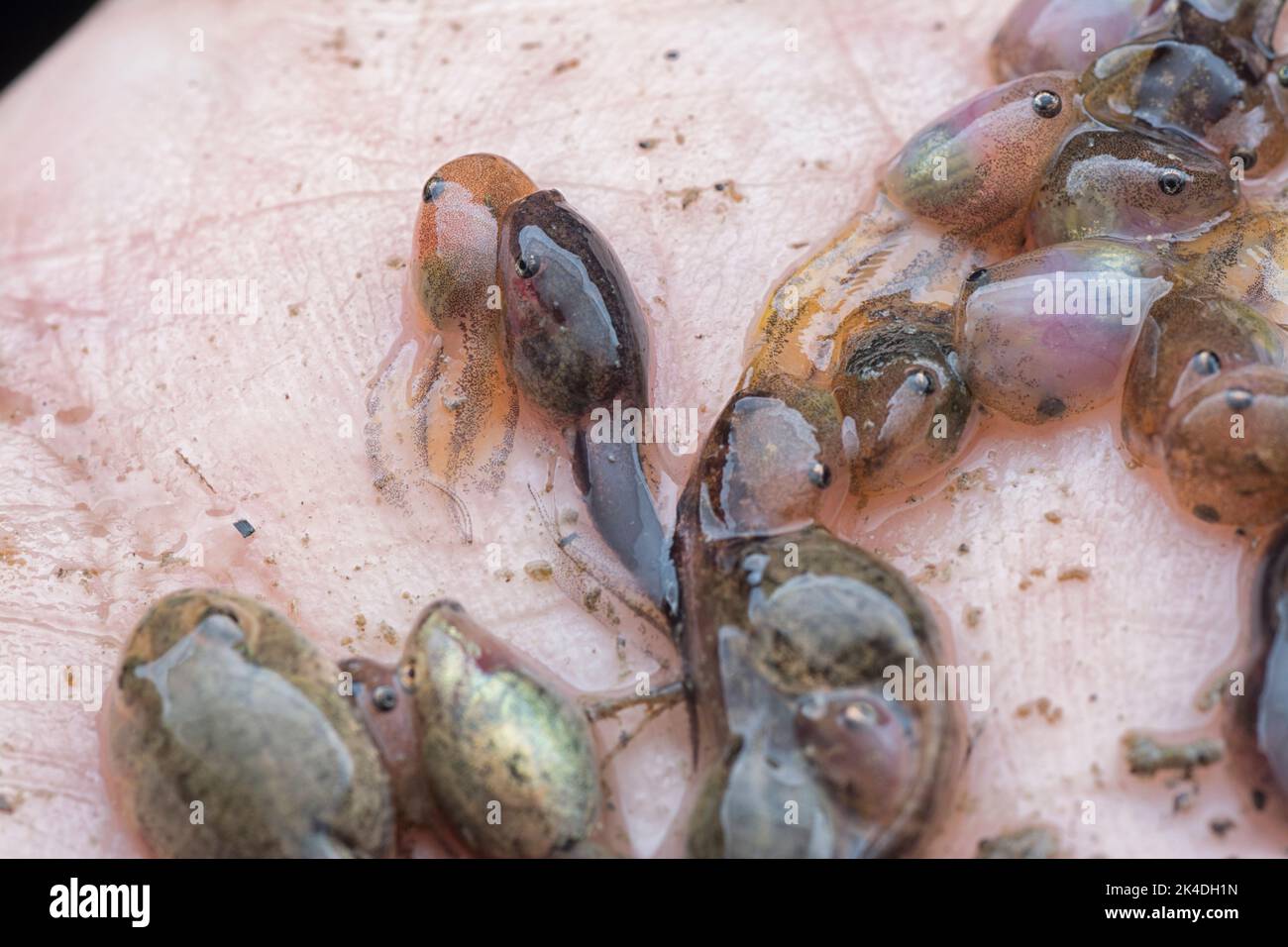 frog reproduction cycle Stock Photo - Alamy