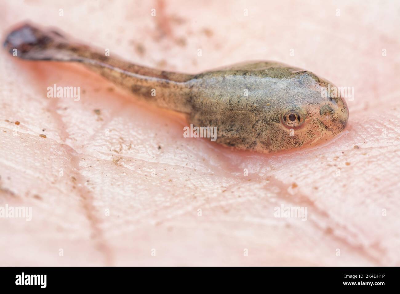 frog reproduction cycle Stock Photo - Alamy