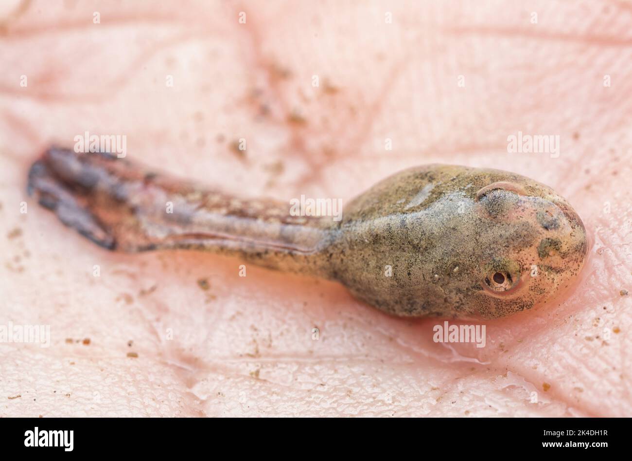 frog reproduction cycle Stock Photo - Alamy